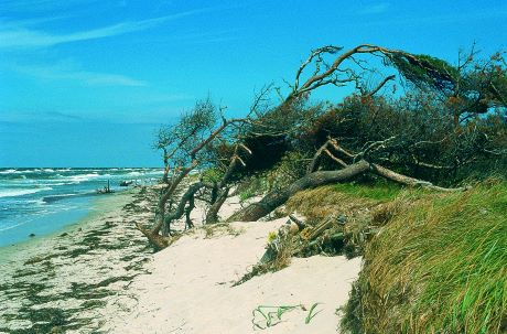 Bilderreise -> Darss - Prerow